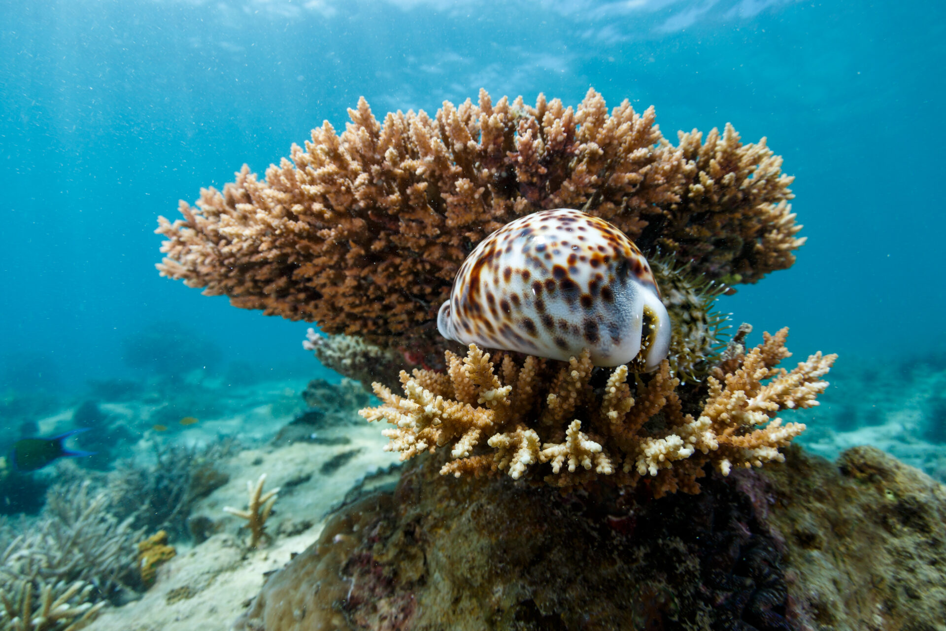 Offshore oil platform pollution exposed in world-first for ocean ...